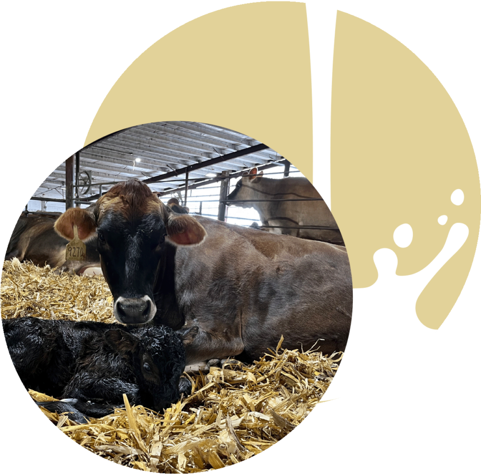 About The Farm | Jones Dairy