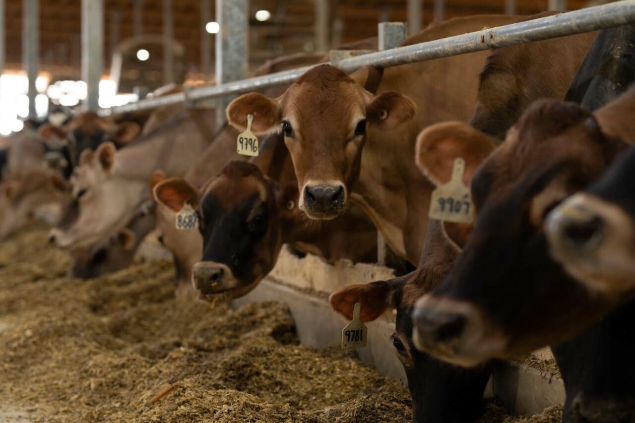 Visit Us | Jones Dairy